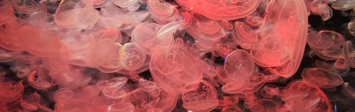 Kubernetes Vs Docker Swarm Contrasting Container Orchestration Platforms